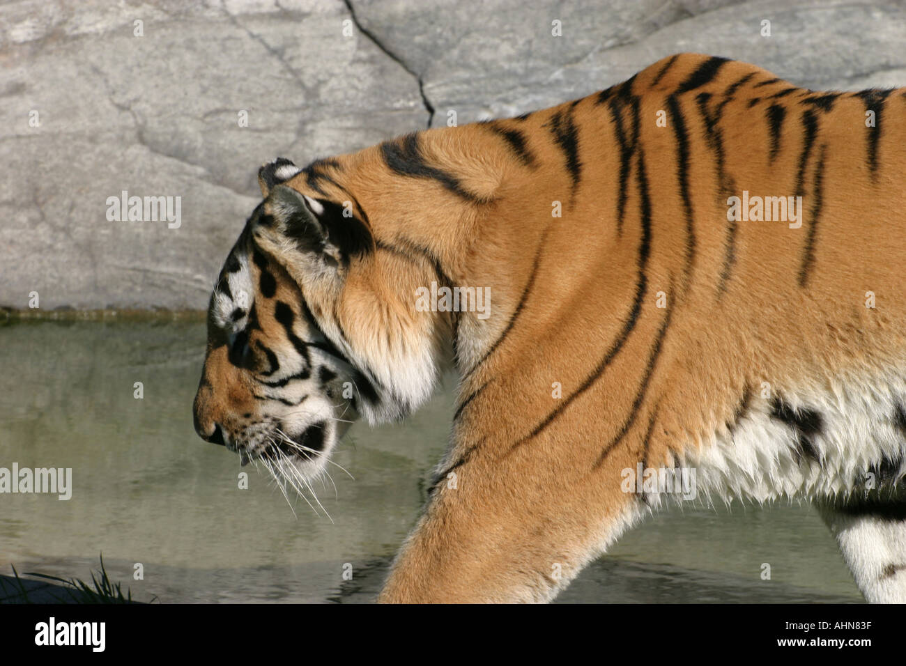 Pacing tiger hi-res stock photography and images - Alamy