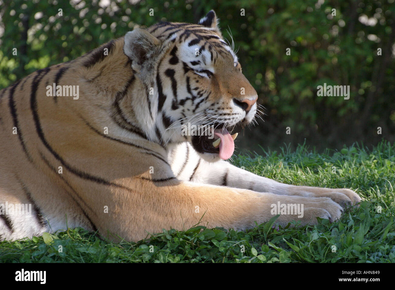 Tiger panting hi-res stock photography and images - Alamy