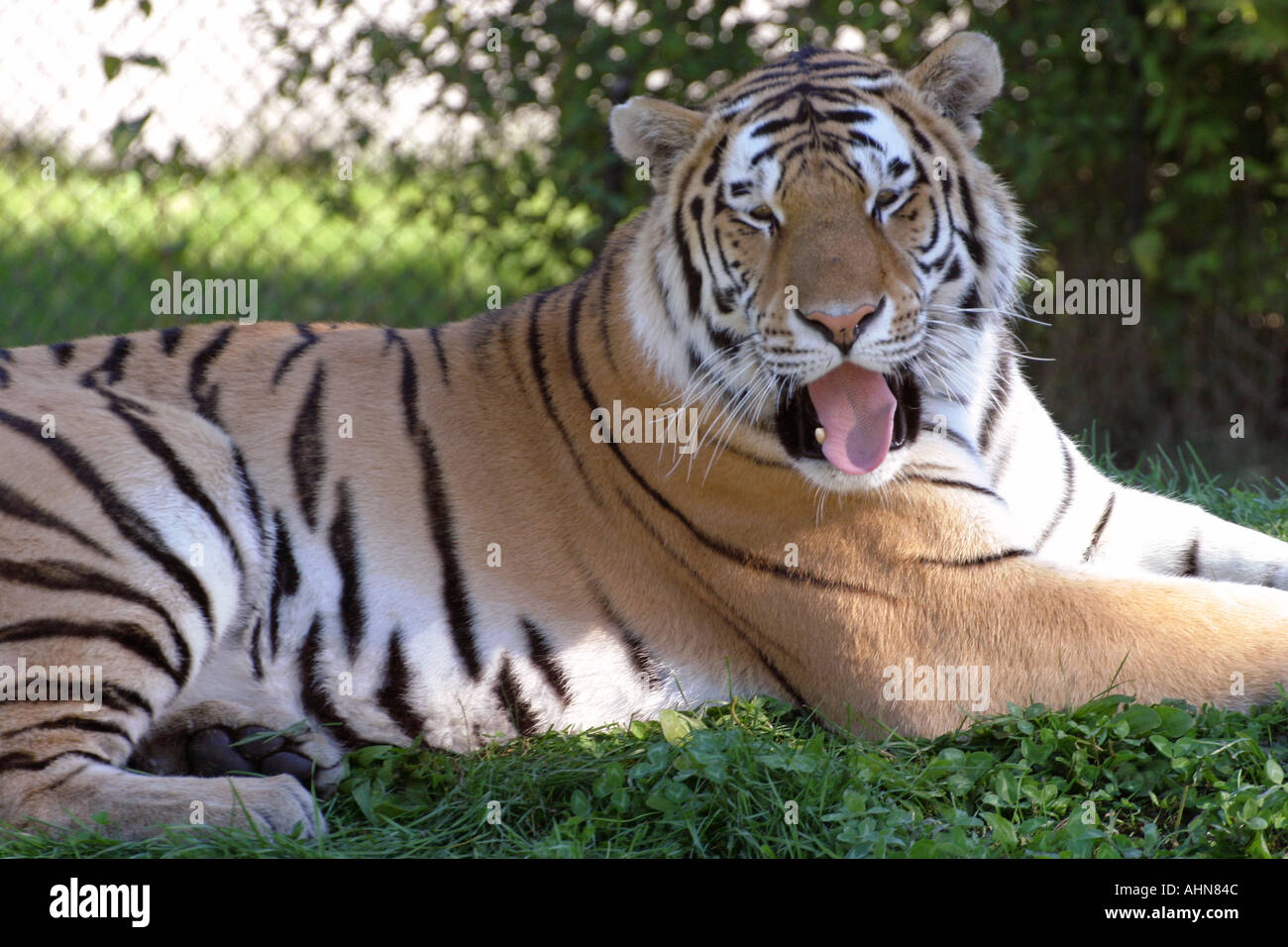 Tiger panting hi-res stock photography and images - Alamy