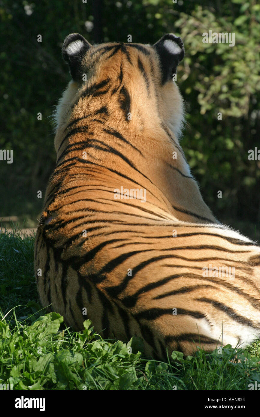 sitting tiger from rear Stock Photo - Alamy