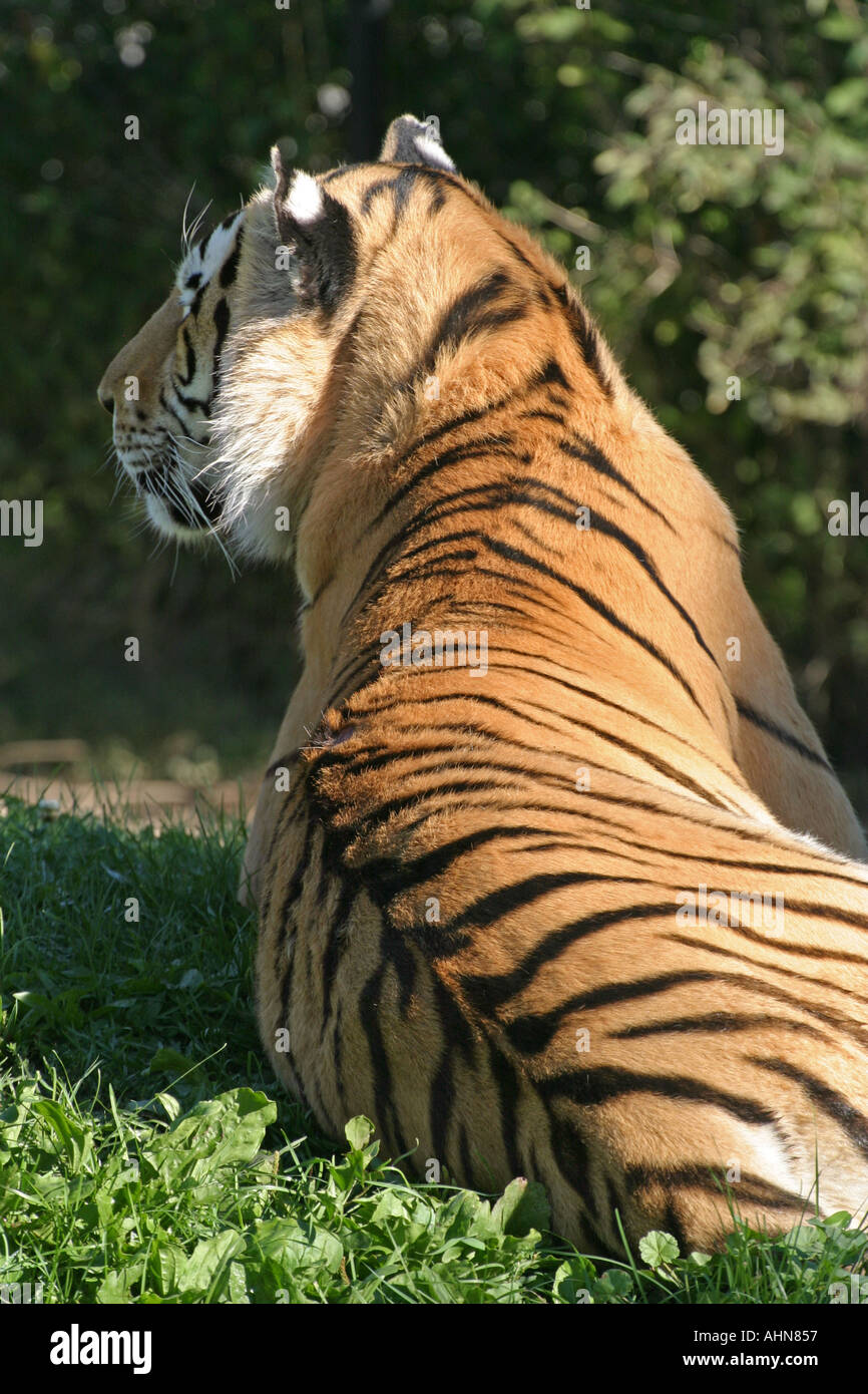 Tiger sitting rear view hi-res stock photography and images - Alamy