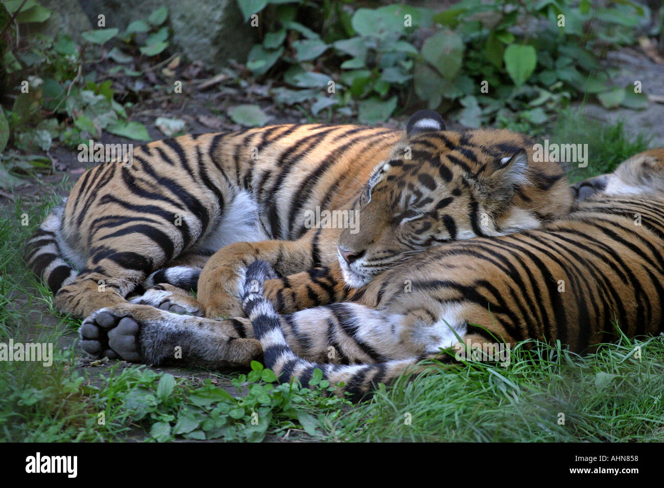 Sumatran tiger sleeping hi-res stock photography and images - Alamy