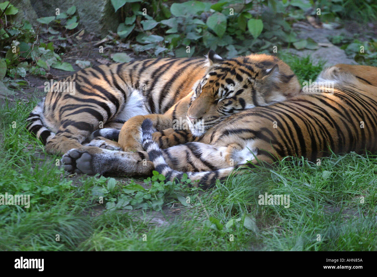 Sumatran tiger sleeping hi-res stock photography and images - Alamy