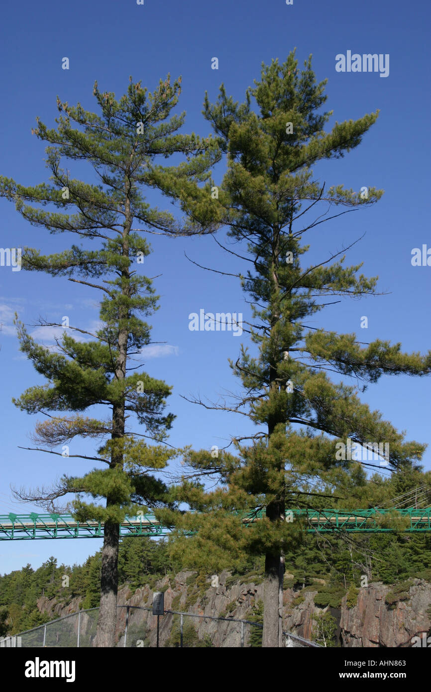 Windswept branches hi-res stock photography and images - Alamy