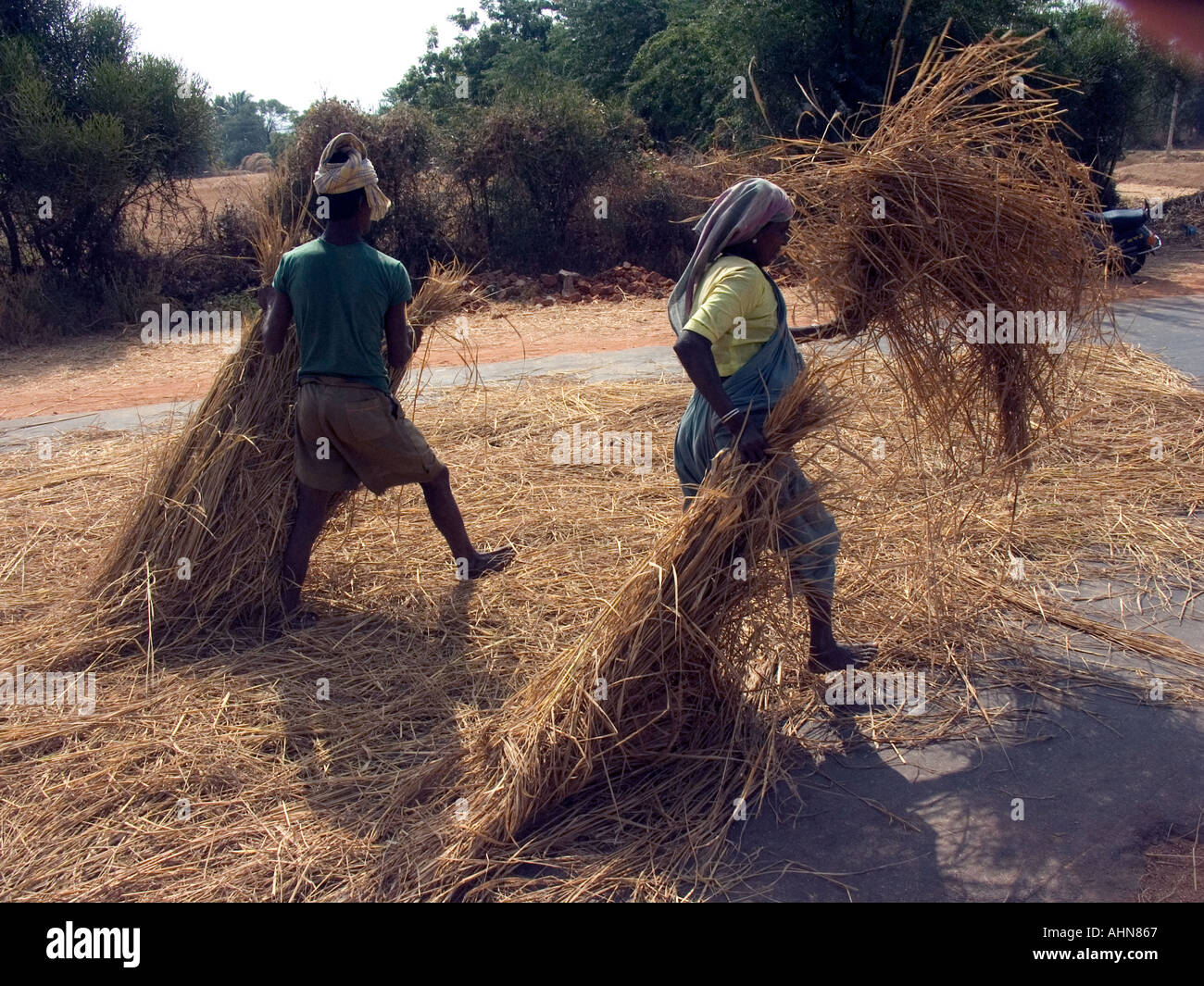 Villagers husking rice in road by allowing vehicles to drive over and ...