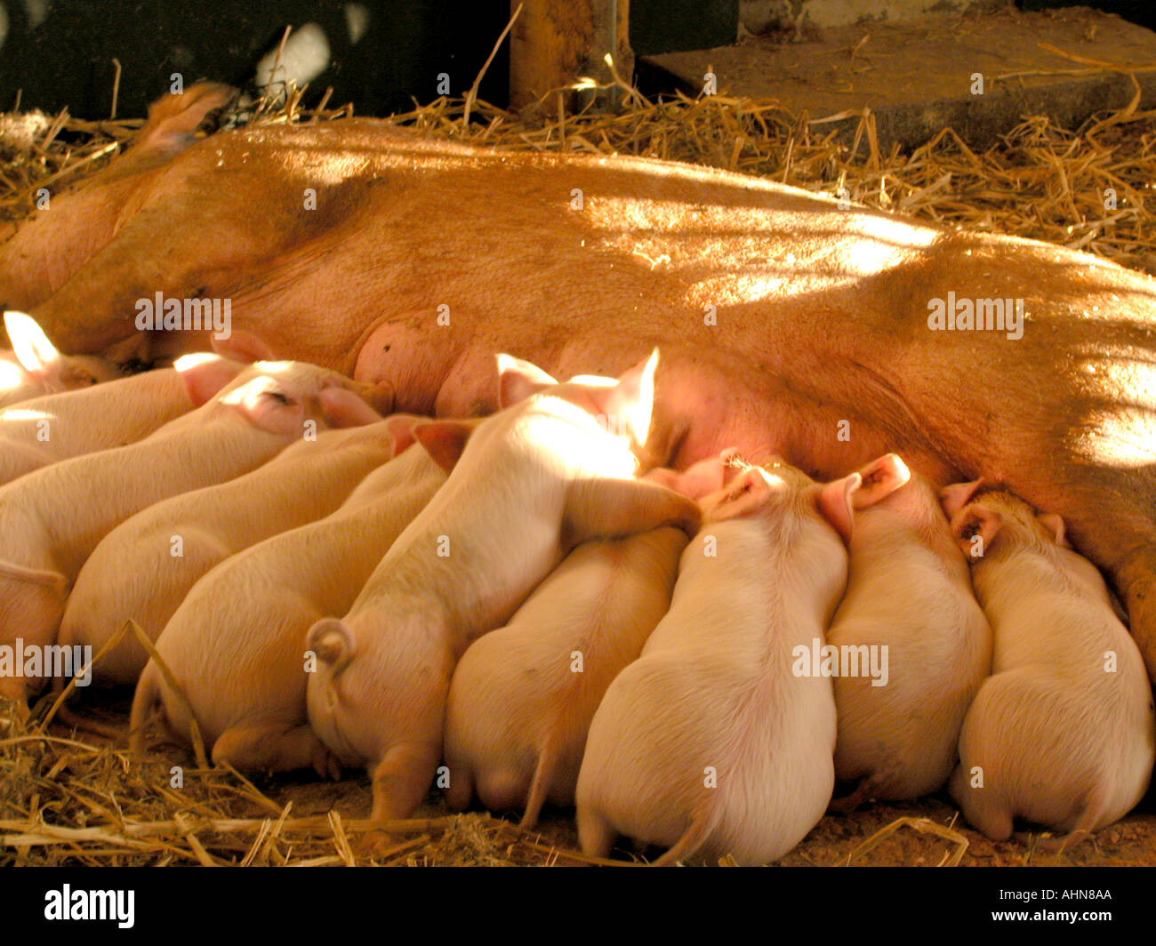 Maternal pig hi-res stock photography and images - Alamy
