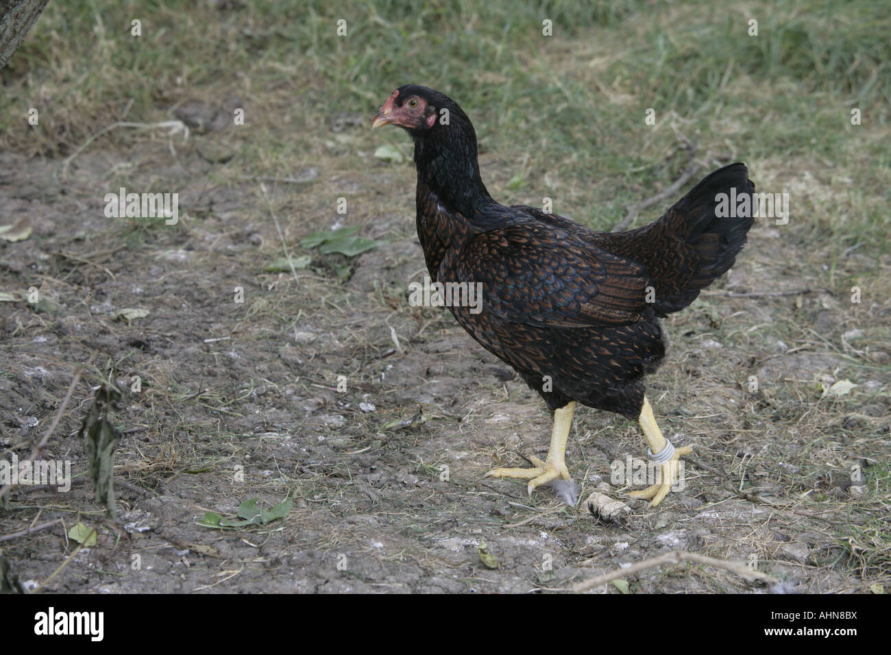 Dark indian game Domestic breed of fowl Warwickshire Female Stock Photo ...