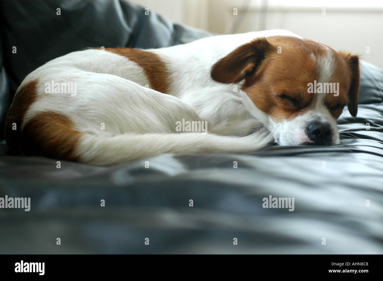 lazy dog sleeping on sofa Stock Photo - Alamy