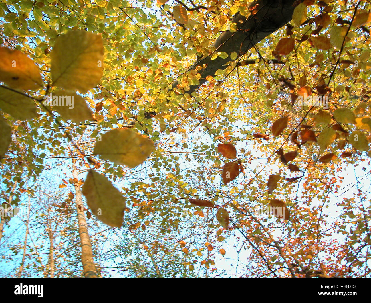Autumn fall foliage leaves trees hi-res stock photography and images ...