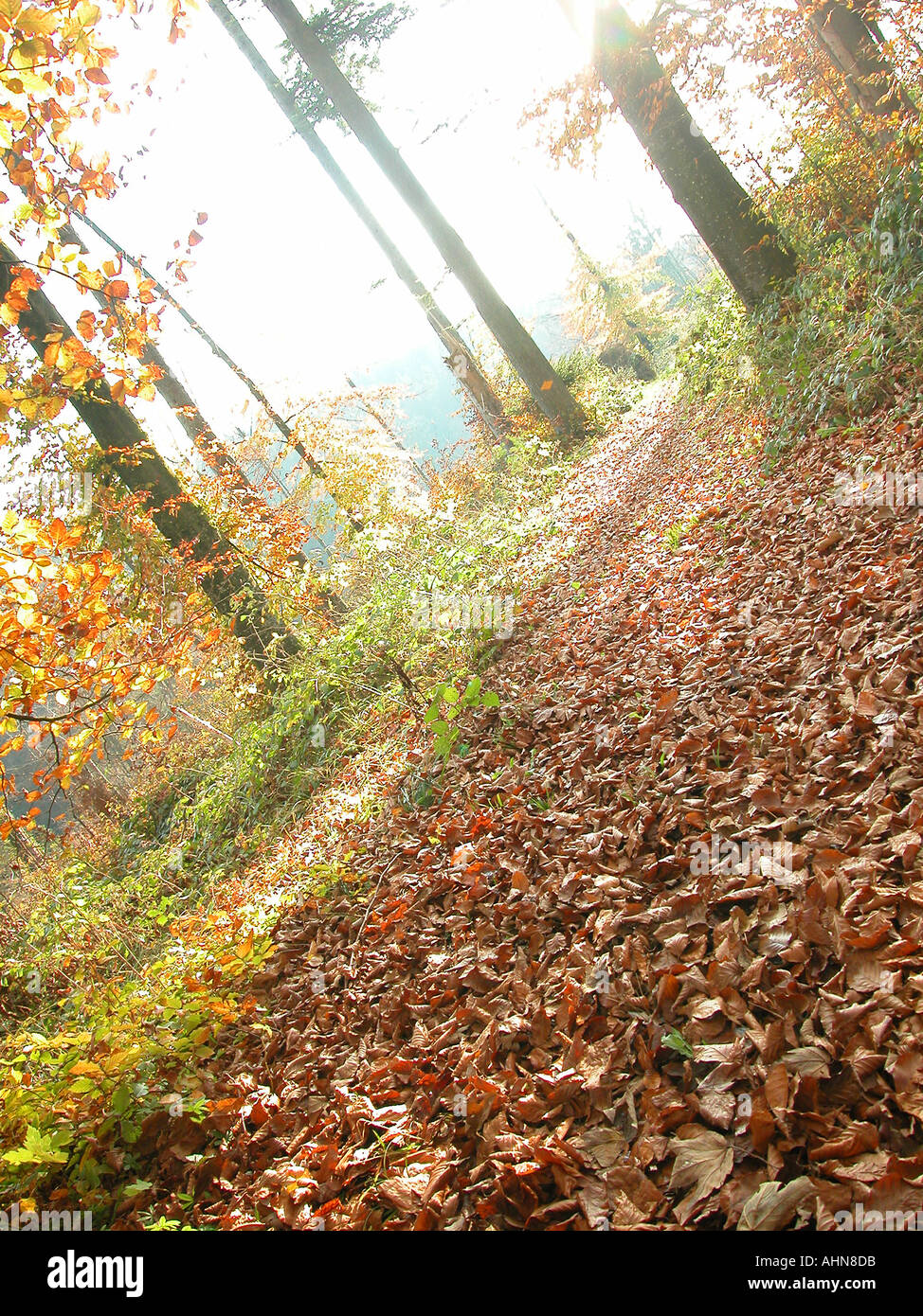 autumnal trees woods fall autumn foliage leaves leaf Stock Photo - Alamy