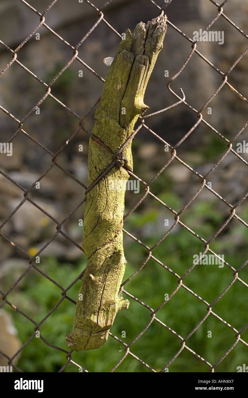 Root in the fence Stock Photo - Alamy