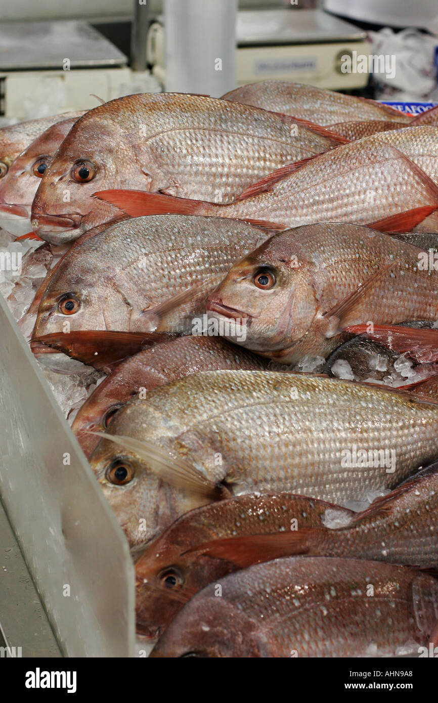 Fresh snapper at Sydney fish market Stock Photo - Alamy