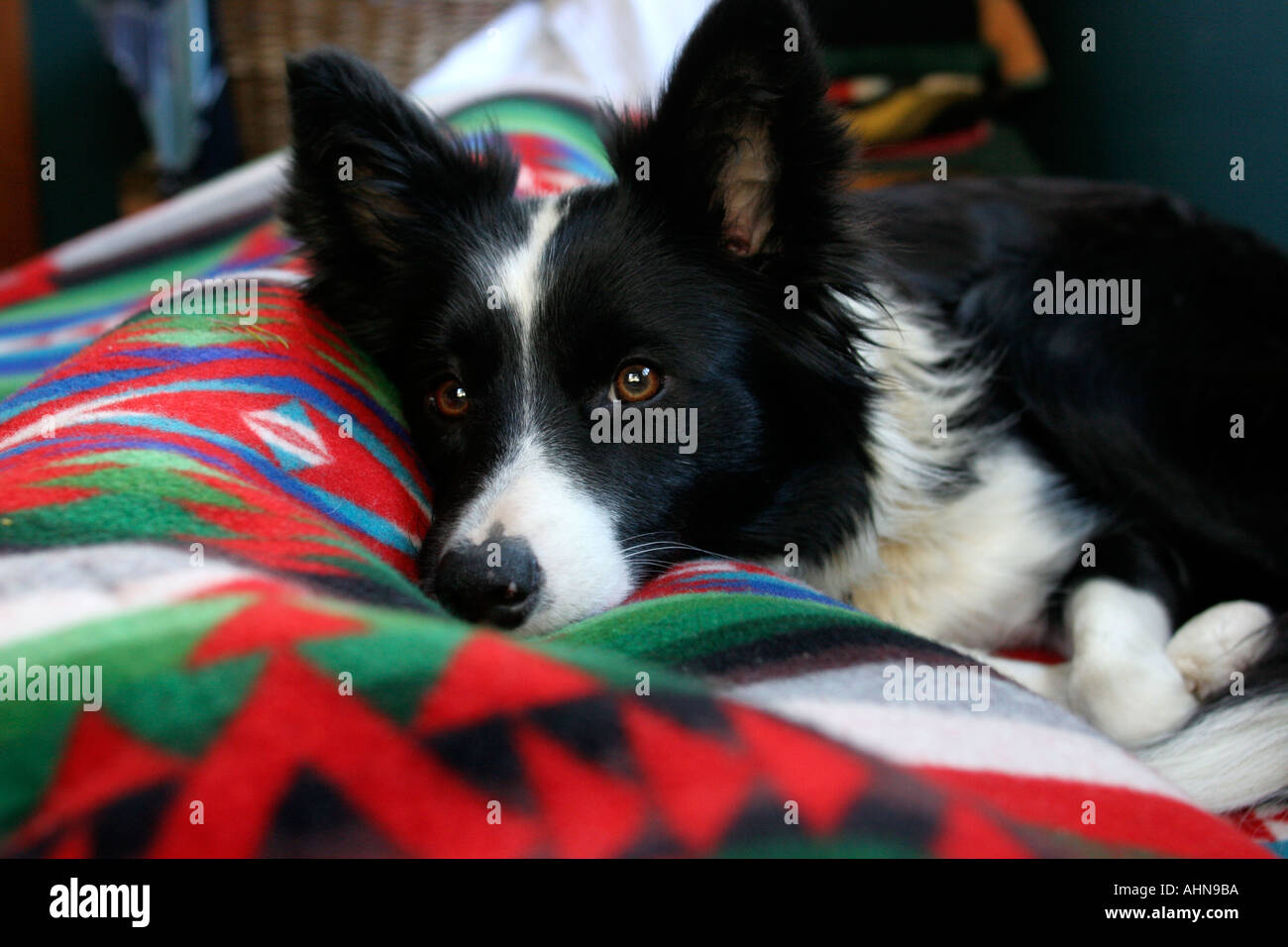 Border collie in the home Stock Photo - Alamy