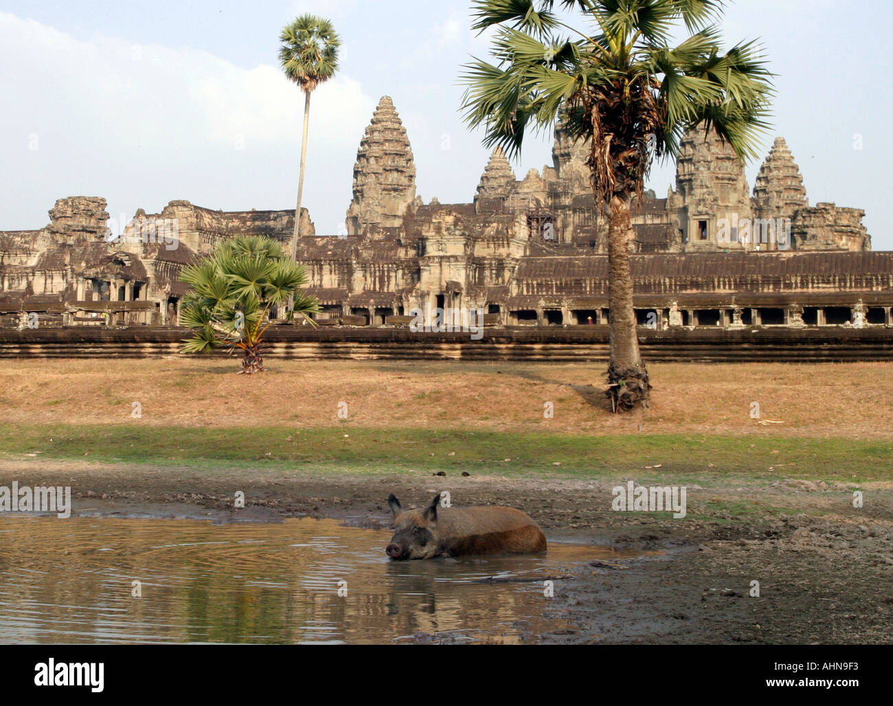 Wild Pig wallowing in temple pond. Angkor Wat, Cambodia Stock Photo - Alamy
