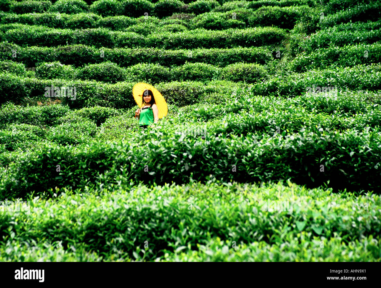 Longjing tea bushes near Hangzhou at Dragon Well Tea Village farm Stock ...