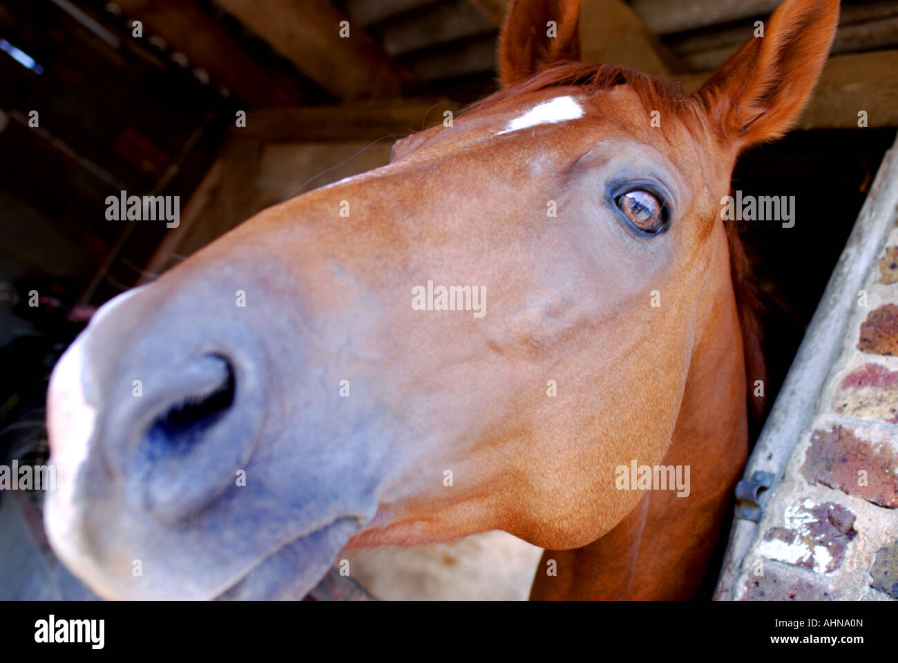 Flared nostril hi-res stock photography and images - Alamy