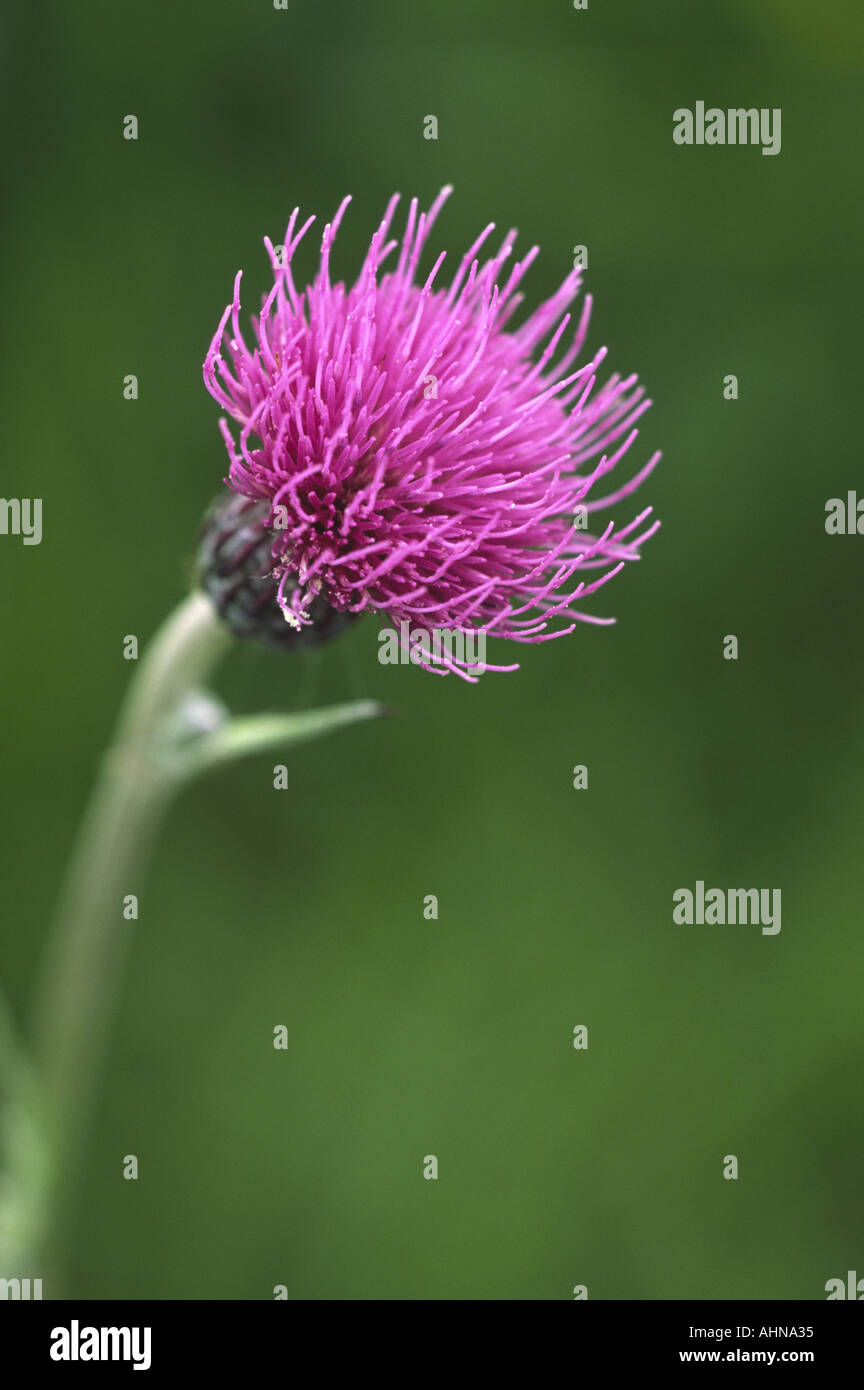Meadow Thistle cirsium dissectum Stock Photo - Alamy