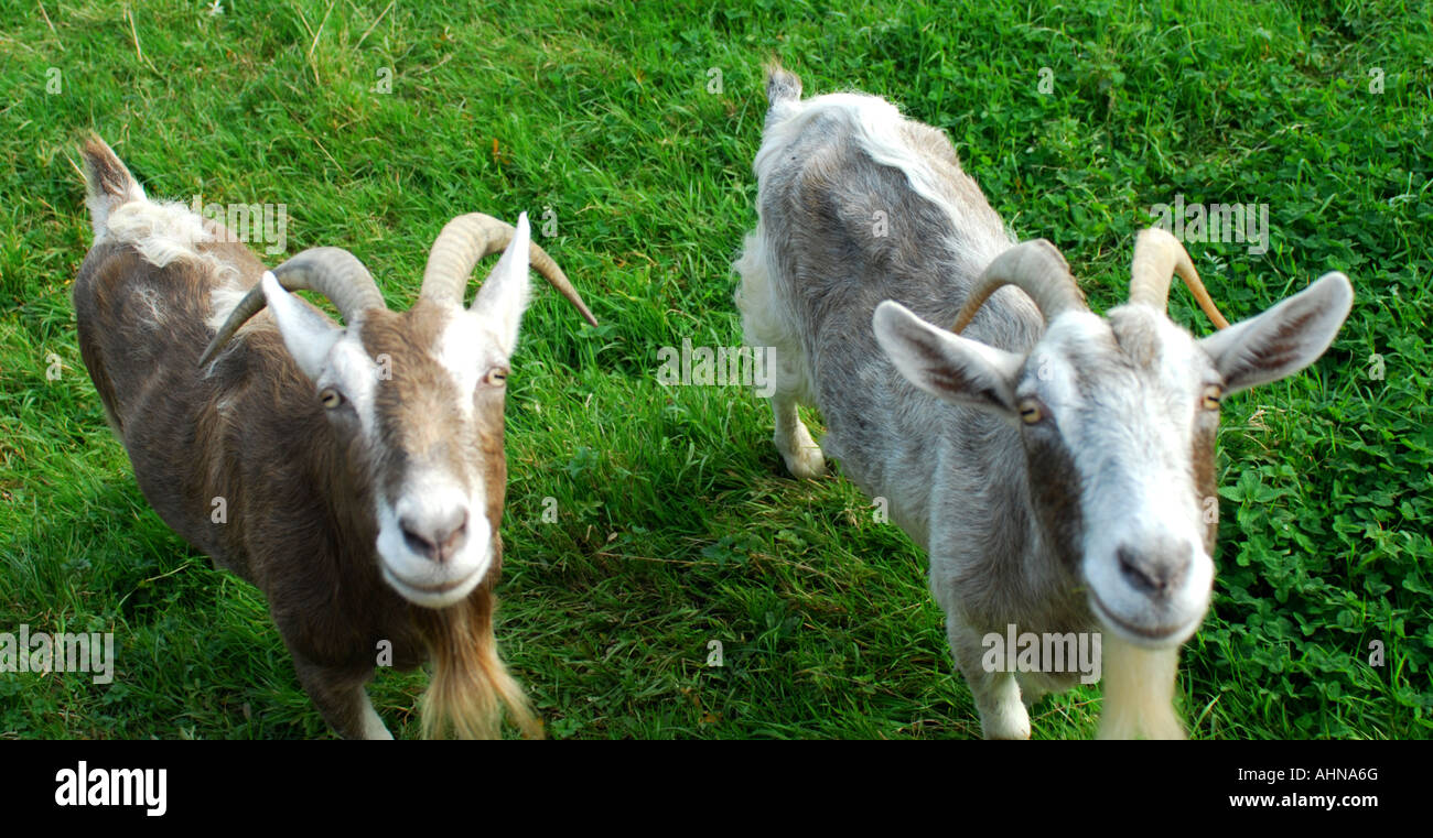 Nosy goat hi-res stock photography and images - Alamy