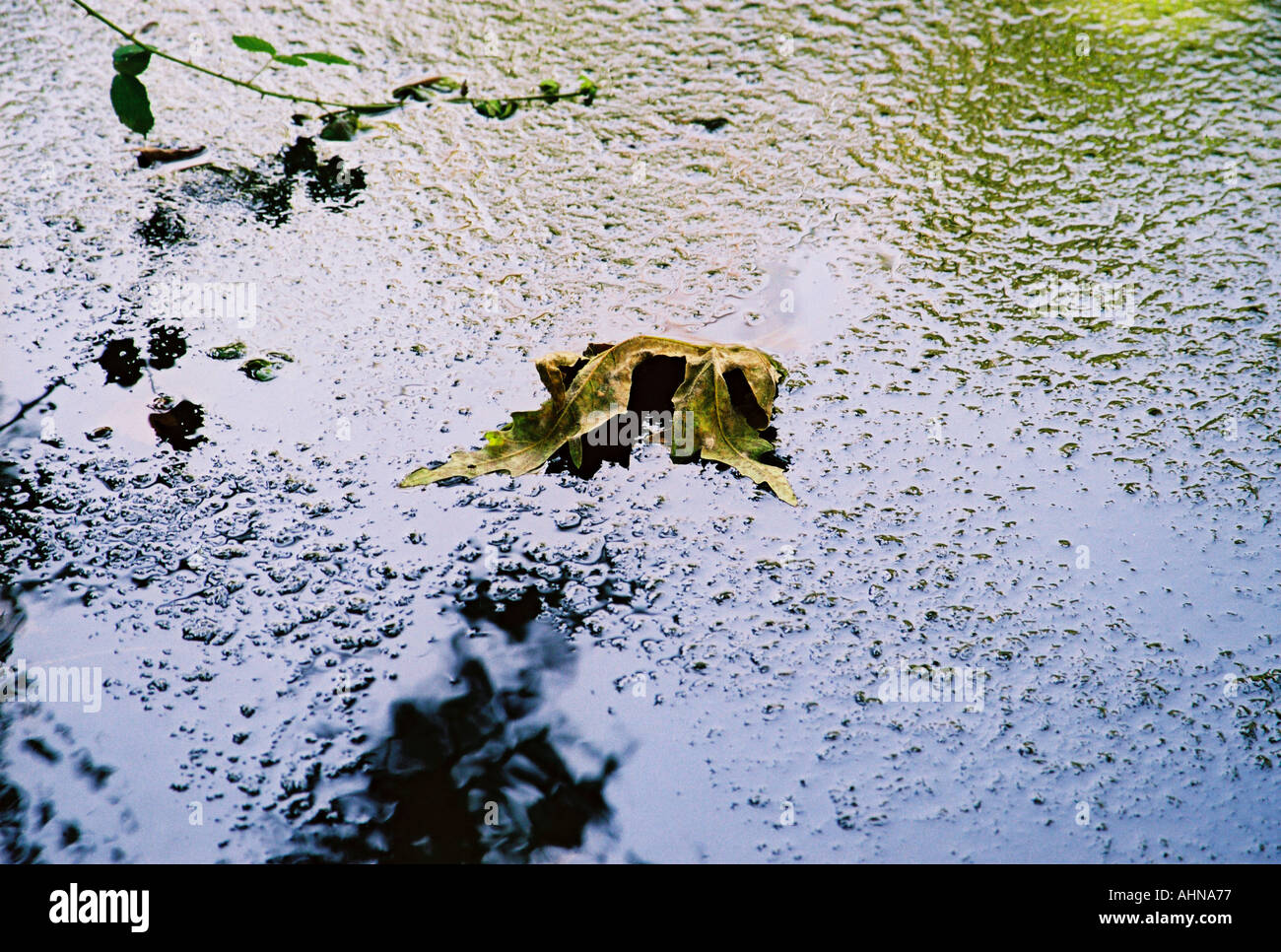 Insects under stone hi-res stock photography and images - Alamy
