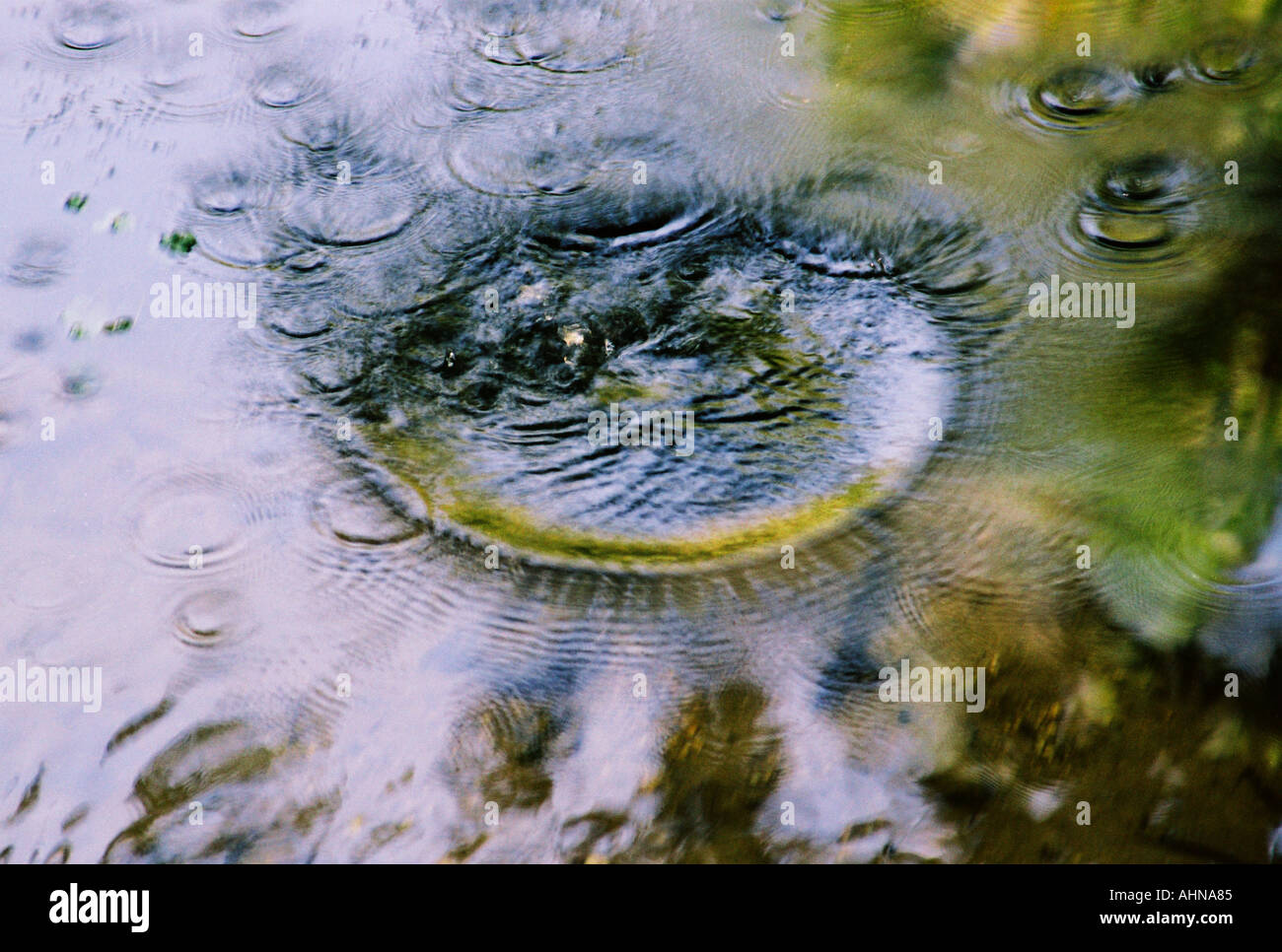 Insects under stone hi-res stock photography and images - Alamy