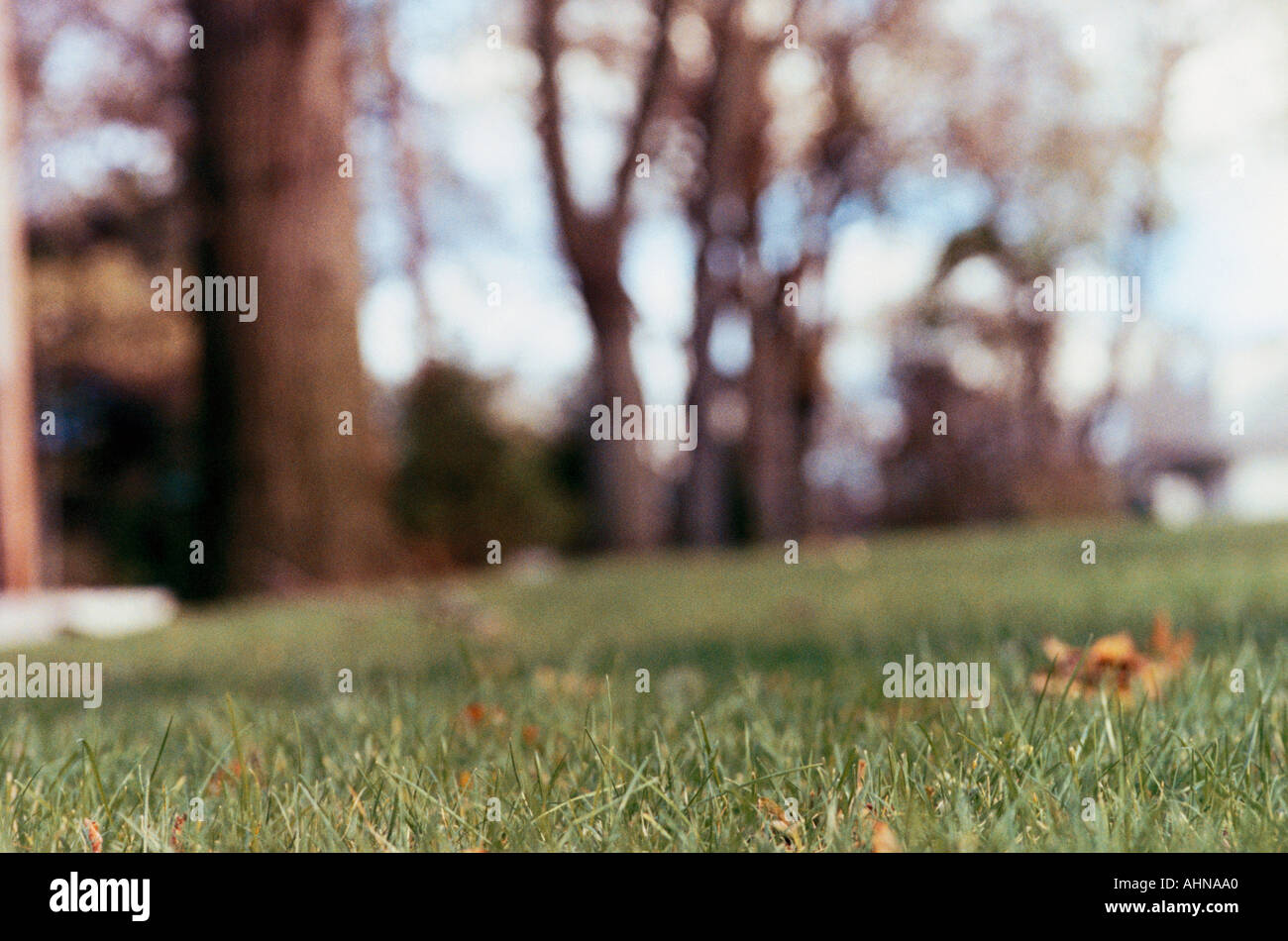 GRASS LEAVES AND A TREE Stock Photo - Alamy