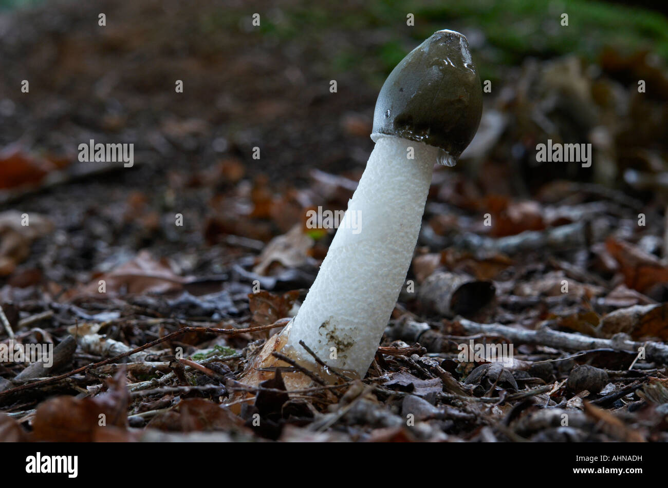 Phallic fungi hi-res stock photography and images - Alamy