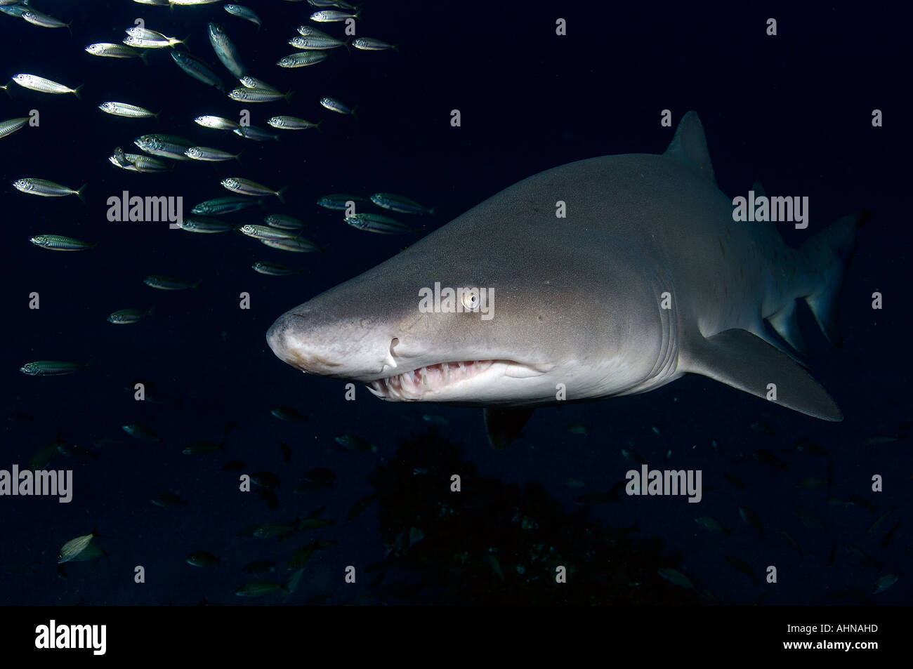 Sand Tiger Shark Carcharias taurus in the Outer Banks of North Carolina ...