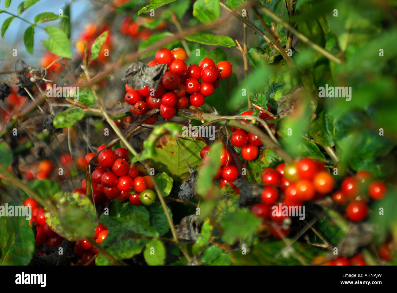 pretty colourful berries in a Devon hedgerow Stock Photo - Alamy