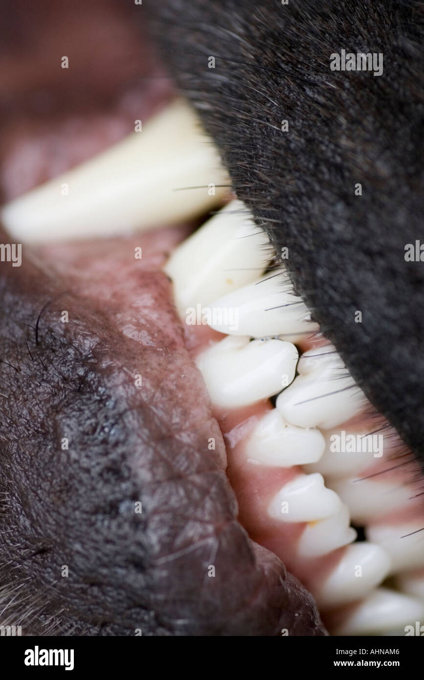 K9s hi-res stock photography and images - Alamy