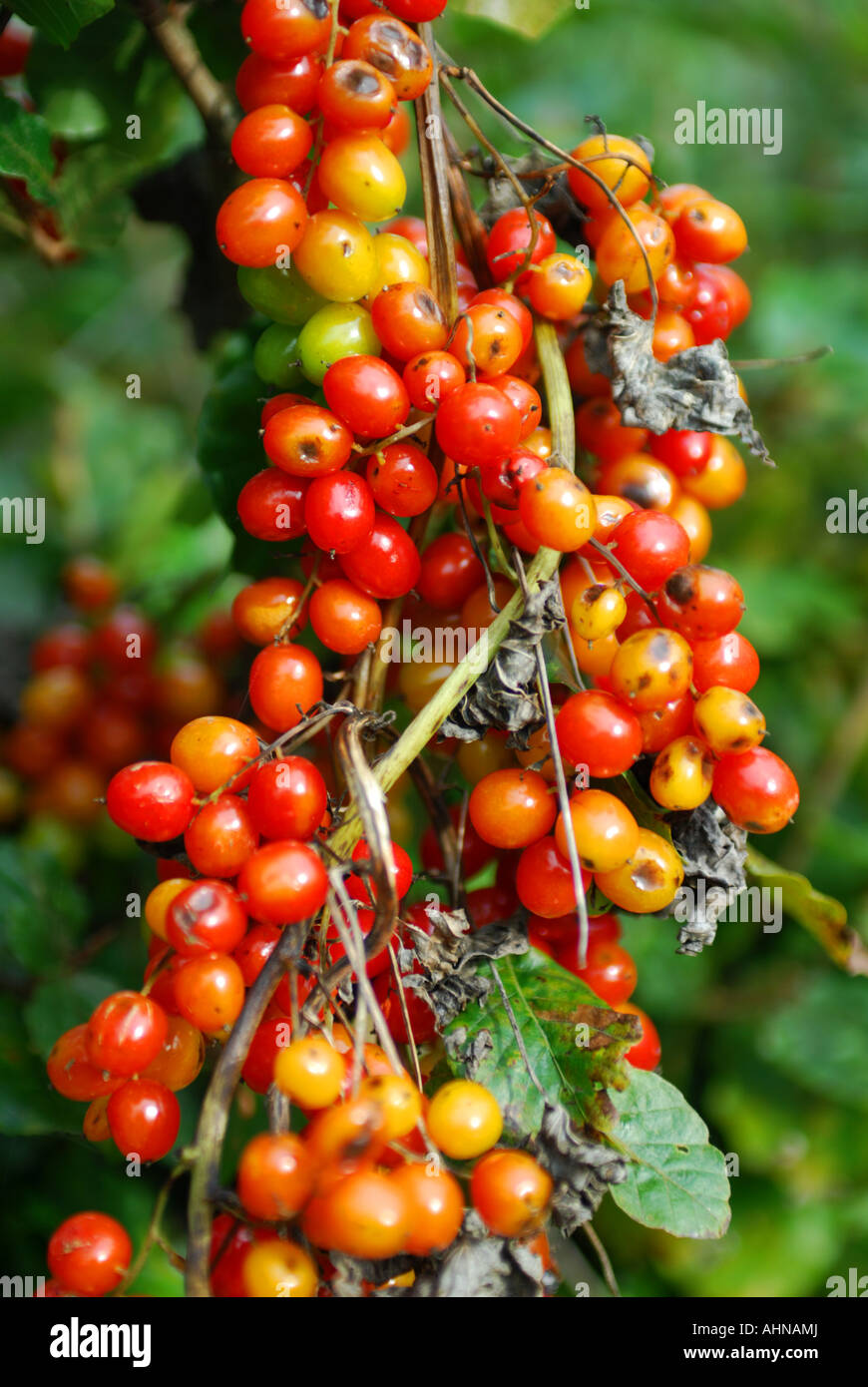 pretty colourful berries in a Devon hedgerow Stock Photo - Alamy