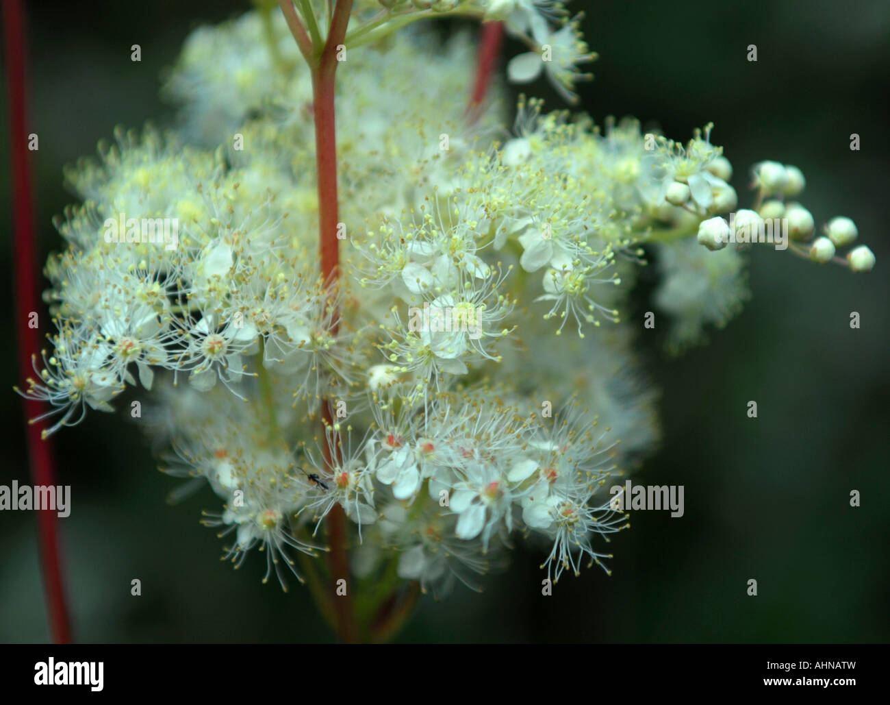 Meadow sweet growing in a Devon hedgerow Stock Photo - Alamy