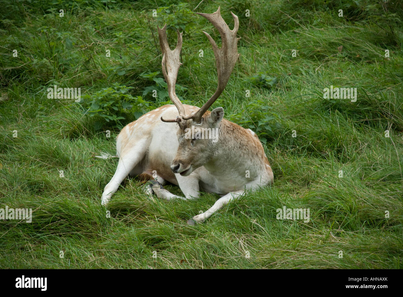 fallow deer stag Stock Photo - Alamy