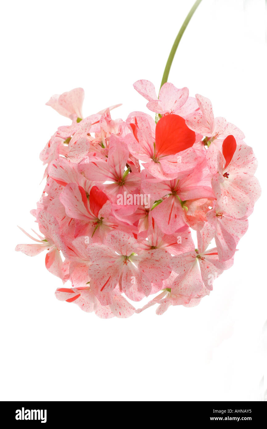 Herbaceous border garden Cut Out Stock Images & Pictures - Alamy