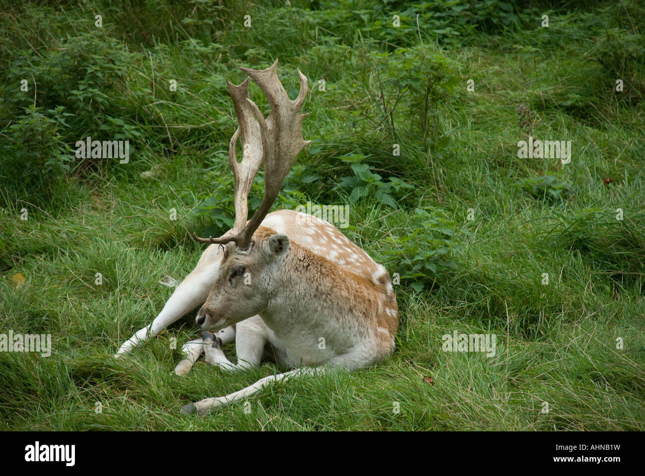 Deer hooves hi-res stock photography and images - Alamy
