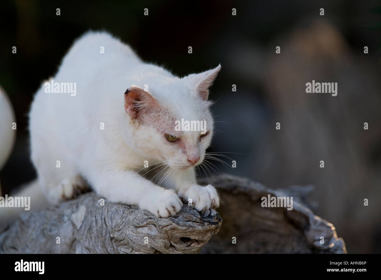 White scratching cat hi-res stock photography and images - Alamy