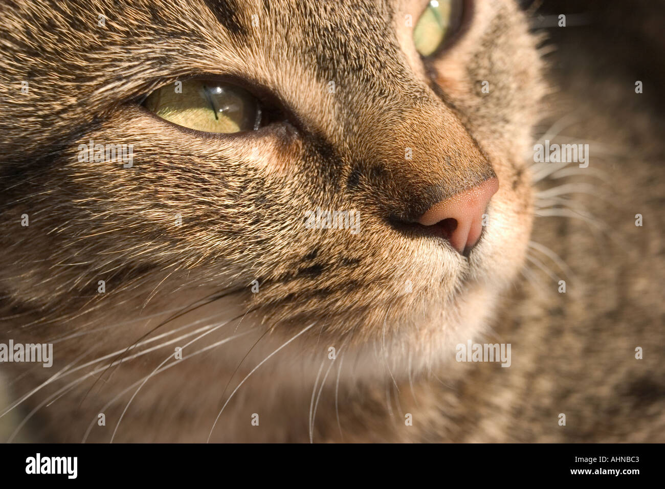 Cats waiting for attention hi-res stock photography and images - Alamy