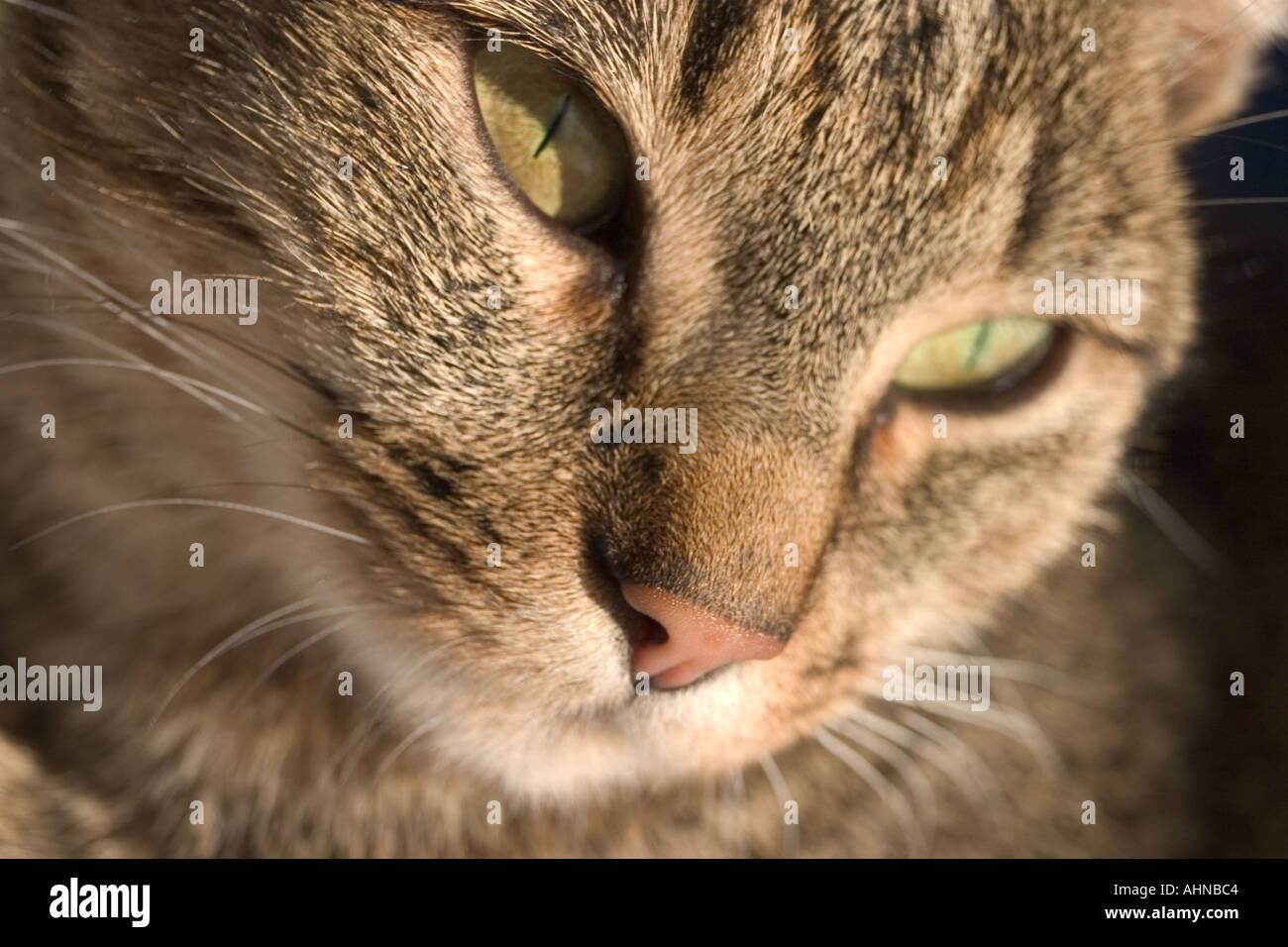 Cats warning look hi-res stock photography and images - Alamy