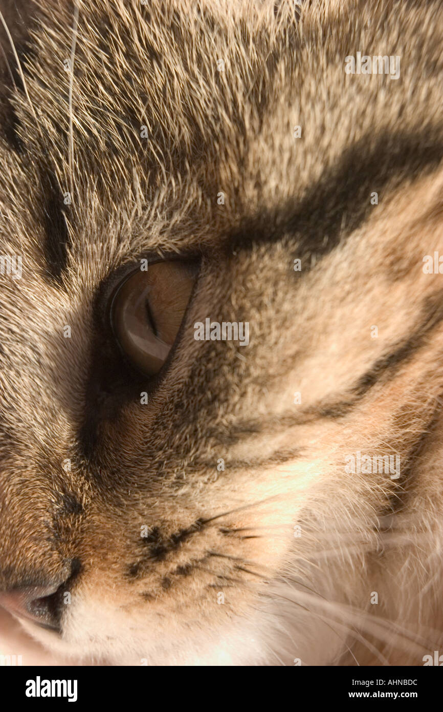 Close up of cat face Stock Photo - Alamy