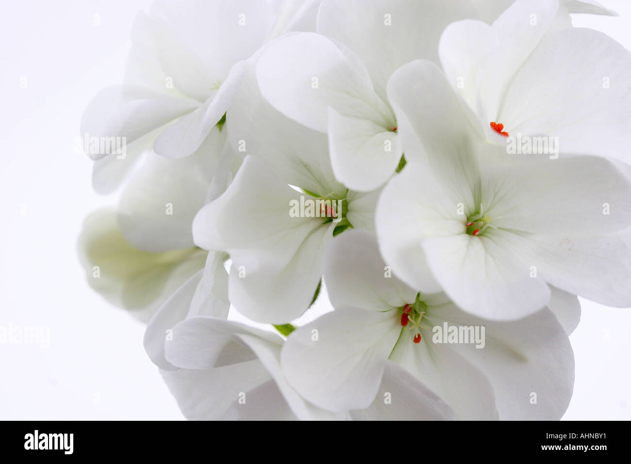 White Geranium (Pelargonium Stock Photo - Alamy