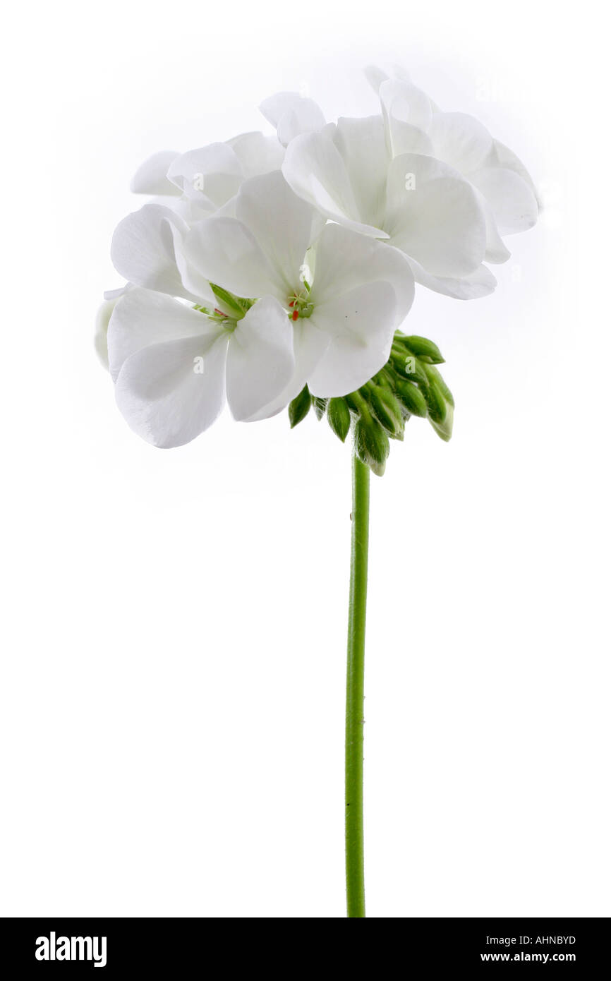 White Geranium (Pelargonium Stock Photo - Alamy