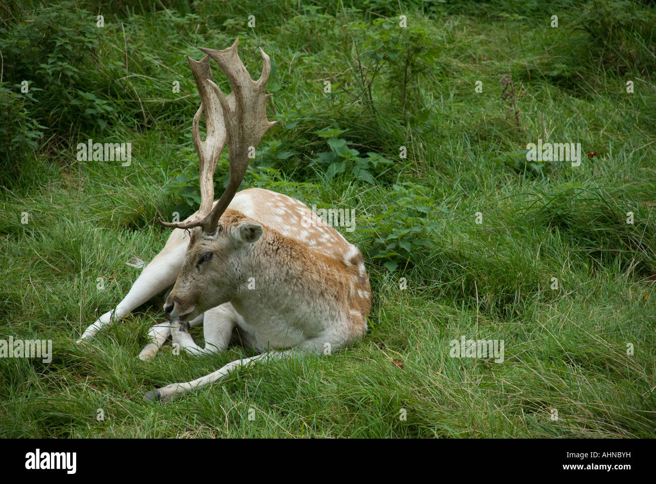 fallow deer stag in park Stock Photo - Alamy