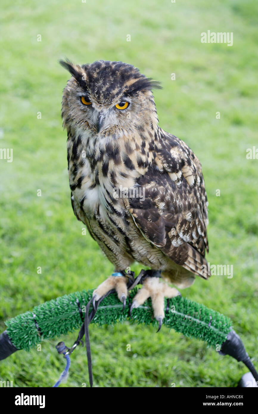 captive Owl on its perch Stock Photo - Alamy