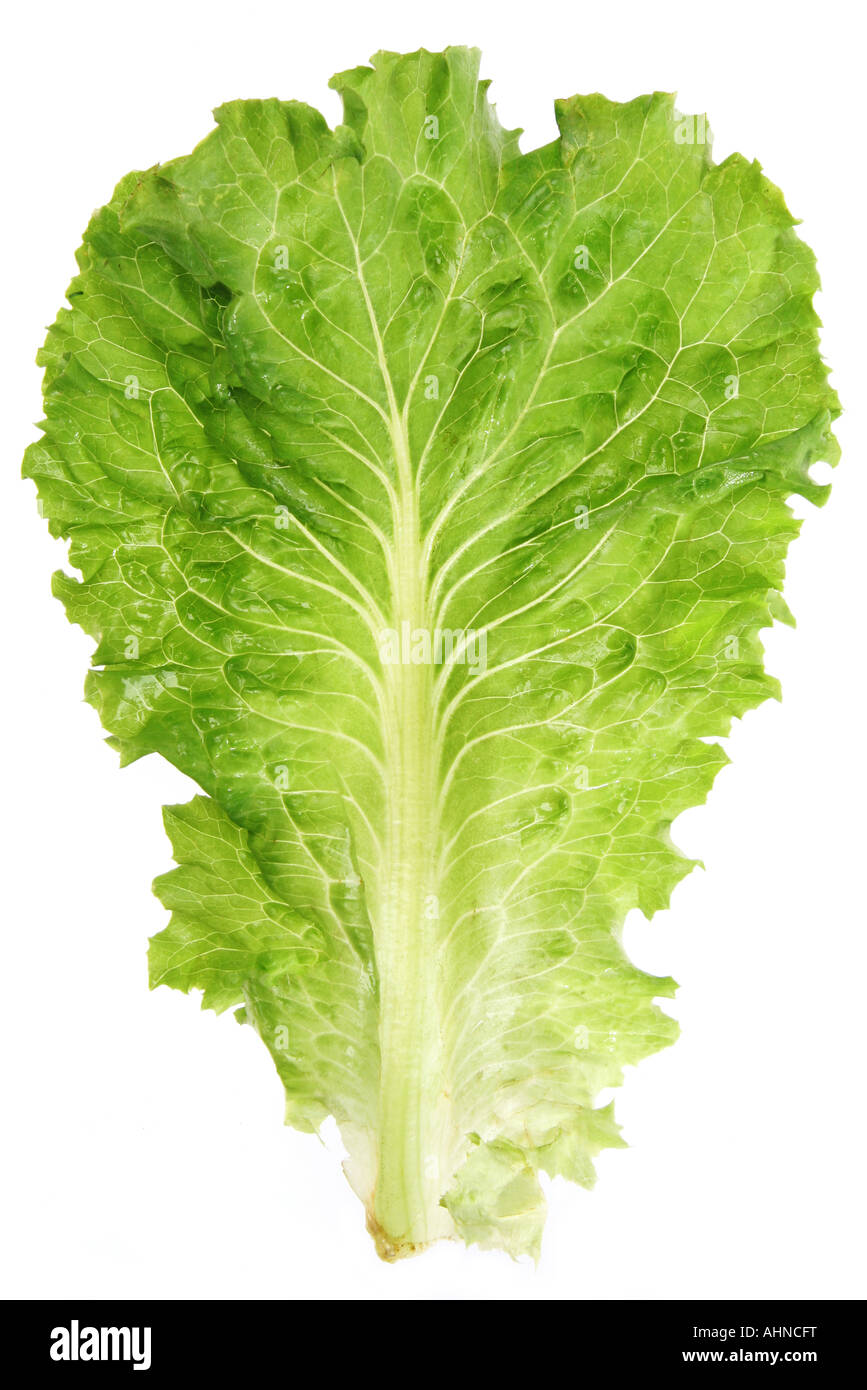 lettuce leaf closeup view isolated on white background Stock Photo - Alamy