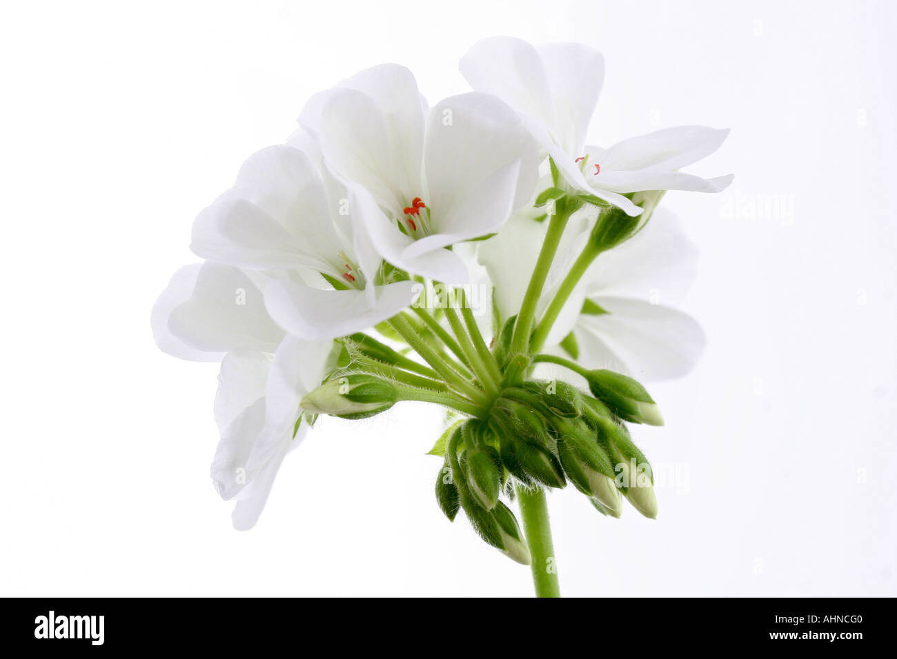 White Geranium (Pelargonium Stock Photo - Alamy