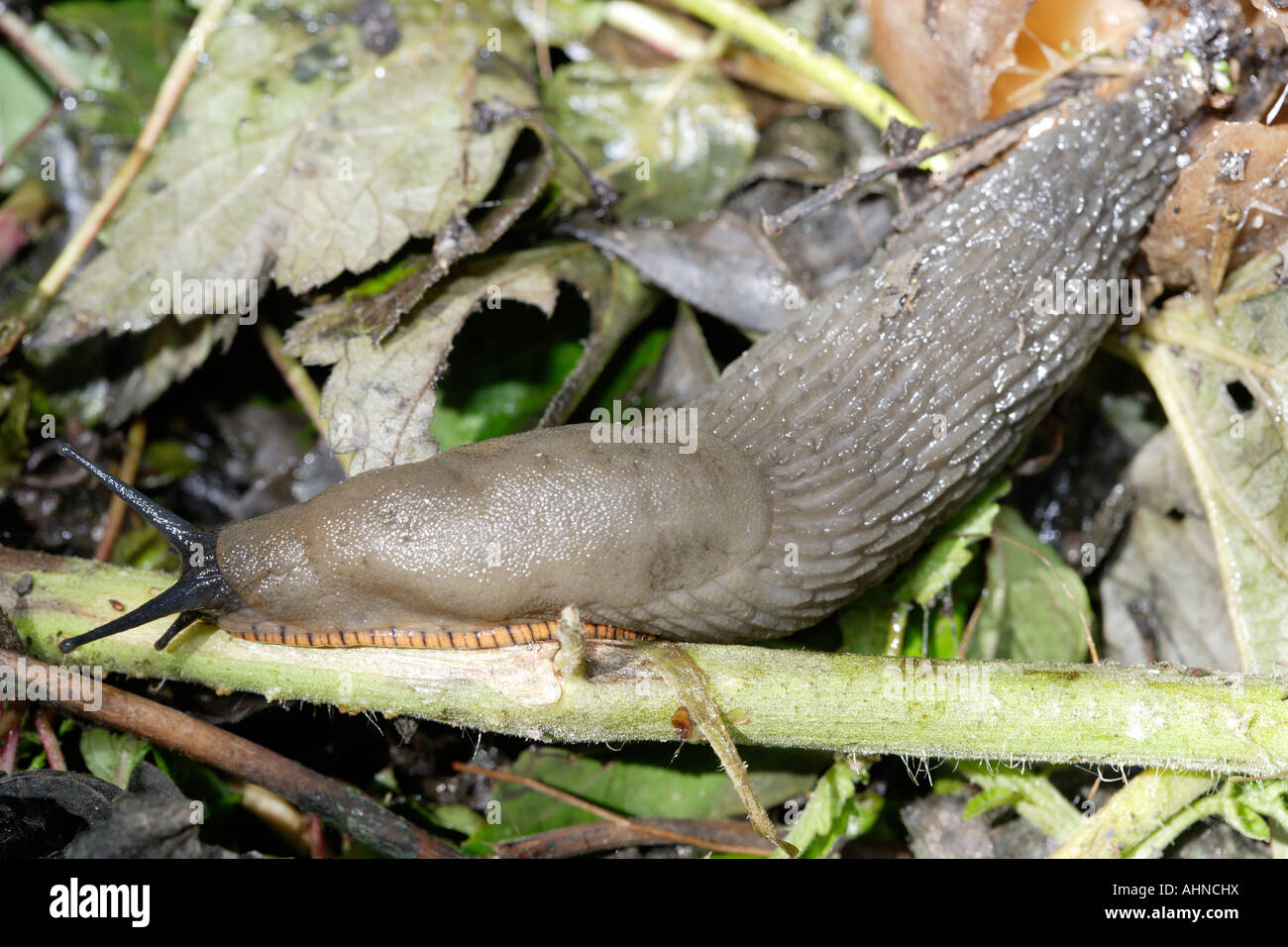 Slug mantle hi-res stock photography and images - Alamy