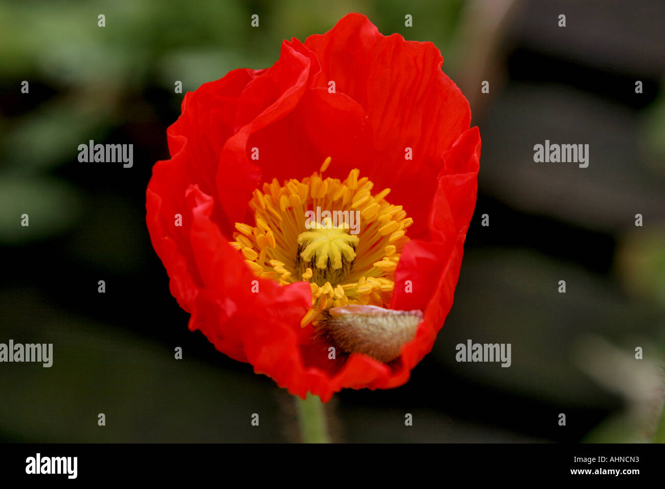 Red single poppy Stock Photo - Alamy
