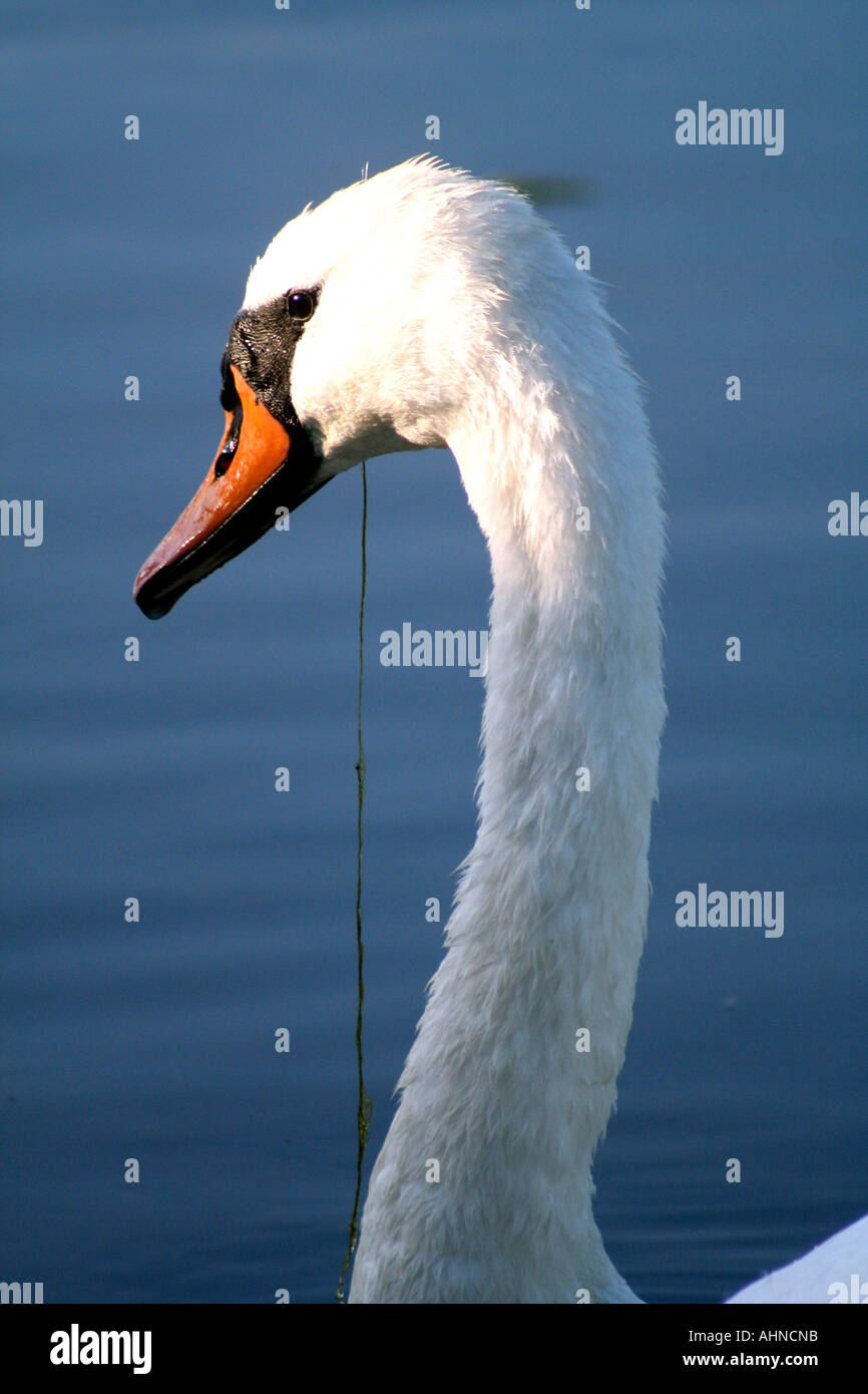 Portrait swan face river hi-res stock photography and images - Alamy
