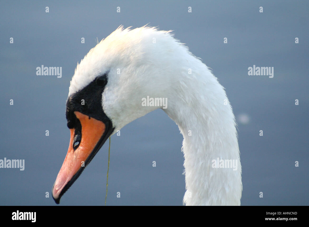 Swan head underwater hi-res stock photography and images - Alamy