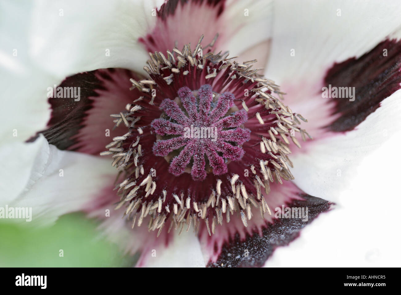 White single poppy Stock Photo - Alamy
