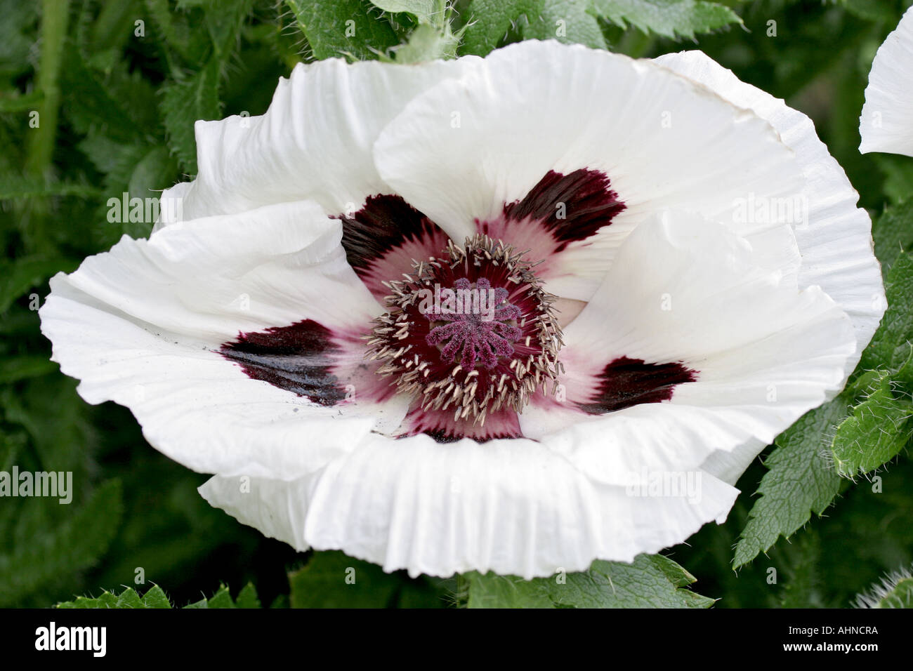 White single poppy Stock Photo - Alamy